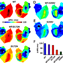 Spatial dispersion of APD in 3D anatomical atria model.
