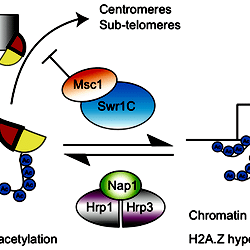 Item - Regulatory cycle model for H2A.Z in S. pombe. - Public Library ...