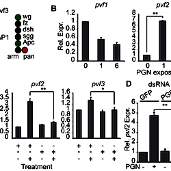 pvf2 and pvf3 are immune Induced dJNK-dependent transcripts.