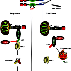 Model of TRAF3 dependent regulation of RIG-I signaling via sequential ...