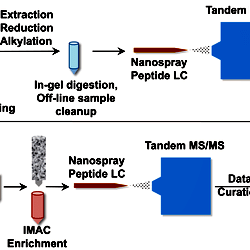 Schematic workflow of LC-MS/MS based platelet proteomic profiling.