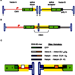 Item - AAV Single-Strand Split gfp Vector System. - Public Library of ...