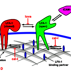 Schematic diagram of LFA-1 interactions and experimental conditions.