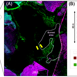 Image of the study area and layout of the sampling design.
