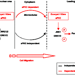 Schematic representation of the aPKC-exocyst complex in cell migration.