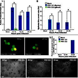 The viral membrane fusion protein gB is required for elevated rates of ...