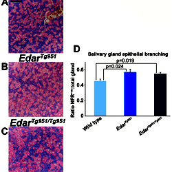 Item - Enhanced Edar signalling produces increased epithelial branching ...
