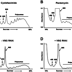 Polysome profile analysis indicates that the VSG221 RNAi induced global ...