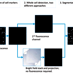 Flowchart of the cell segmentation procedure.