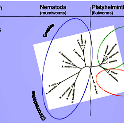 Phylogeny of the major taxa of human helminths—nematodes and ...