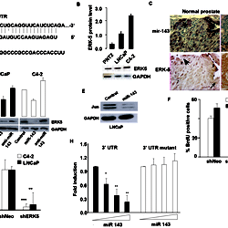 Identification of ERK5 as a miR-143 target.
