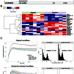Primary human dermal fibroblasts respond to aligned ECM fibers by ...
