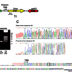 Mapping the TSS of the hns gene.