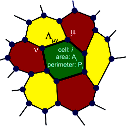 In the Vertex Model (VM), a confluent epithelial sheet is represented ...