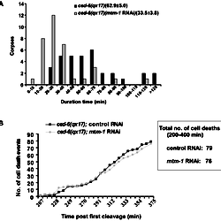 Inactivation of MTM-1 accelerates cell corpse clearance.