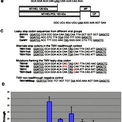 In planta measurement of stop codon readthrough using a NAN-GUS dual ...