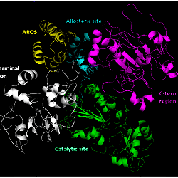 Model of human Sirt-1/AROS complex.