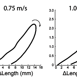 Direct MTJ estimation method and tendon work loops during walking.