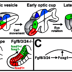 Model for retinal patterning and morphogenesis along the nasal-temporal ...