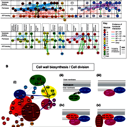 Examples of functional modules II.