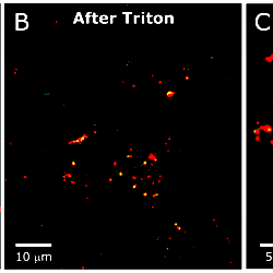 WGA colocalizes with Triton-resistant Vybrant DiI.