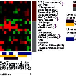 Patterns of pathway activation in gastric cancer cell lines.