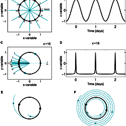 Limit cycle representations in phase space for a sinusoidal and spike ...