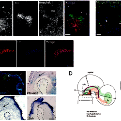 Sonic Hedgehog signaling is a candidate guidance cue for mDNs.