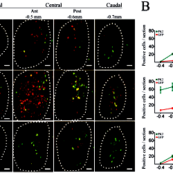 The EGFP reporter labeled a subset of PK2 mRNA-expressing neurons in ...