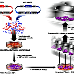 Schematic model of integration-free human iPSC generation from NSCs.