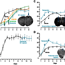 Functional D1 and D2 receptors in M1 are necessary for optimal motor ...