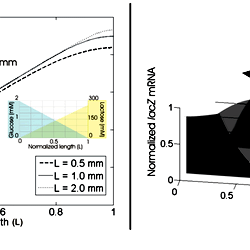 Reaction-Diffusion Dynamics.