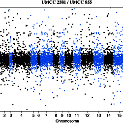 Expression profiles of UMCC 2581 compared to UMCC 855.