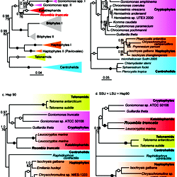 In-group analyses based on SSU, LSU, Hsp90 and combination.