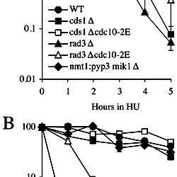 Importance of the transcriptional function of the S-phase checkpoints.