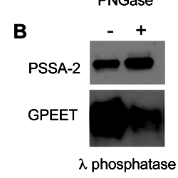 Post-translational modification of PSSA-2.