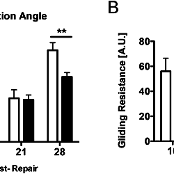 HFD impairs return to normal MTP flexion angle and gliding resistance.