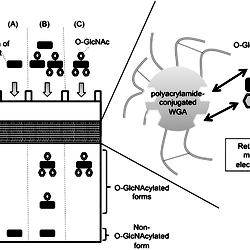 Schematic diagram of the principle of WGA-SDS-PAGE.