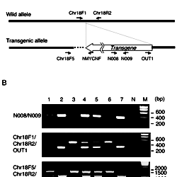 Genotyping PCR using flanking primer sets.