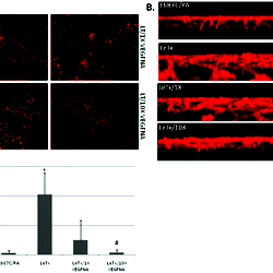 LeTx-induced neovascular tuft formation is VEGF-dependent.