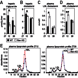 Accumulation of cholesterol and triglycerides in liver and plasma of WT ...