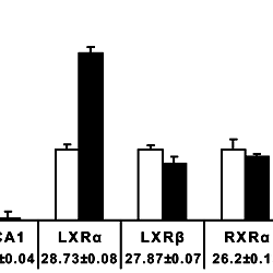 Quantification of LXR and RXR mRNA by real-time PCR in primary SMCs.