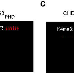 Detection of known chromatin effector-histone PTM interactions using ...