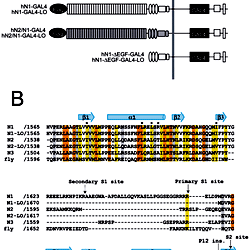 Notch domain organization, constructs used, and sequence alignment.