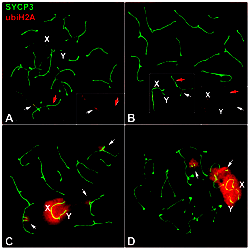 Localization of ubiH2A (red) and SYPC3 (green) during prophase-I.
