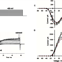 I-V relationships for early peak inward and late outward currents.