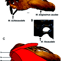 Origins of tail muscles on the pelvis.