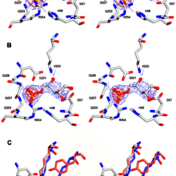 The LsrF ligand binding site and potential catalytic residues.