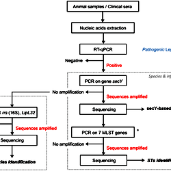 Flowchart describing the steps of the molecular analysis.