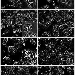 Morphological analysis of Huh7 cell lines.